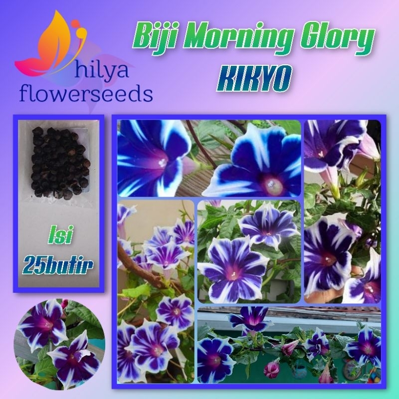 Jual Biji Benih bunga Morning Glory (KIKYO) | Shopee Indonesia