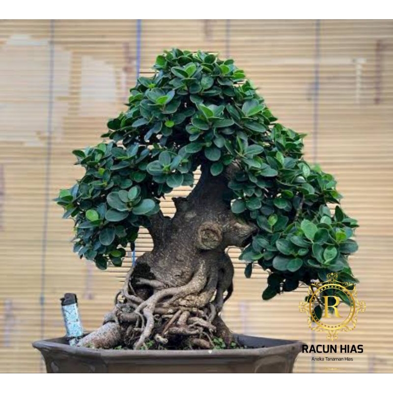 Jual dollar mangkok - dollar micro ori - bonsai beringin dollar | Shopee Indonesia