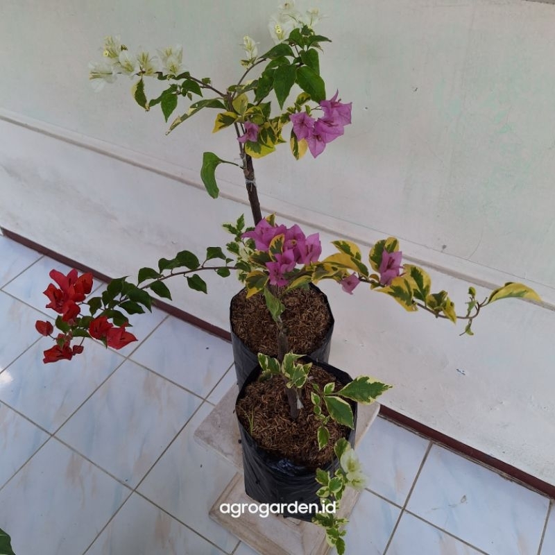 Jual Tanaman Hias Bugenvil 3 warna - Tanaman Hias Bugenvil 3 Warna ...