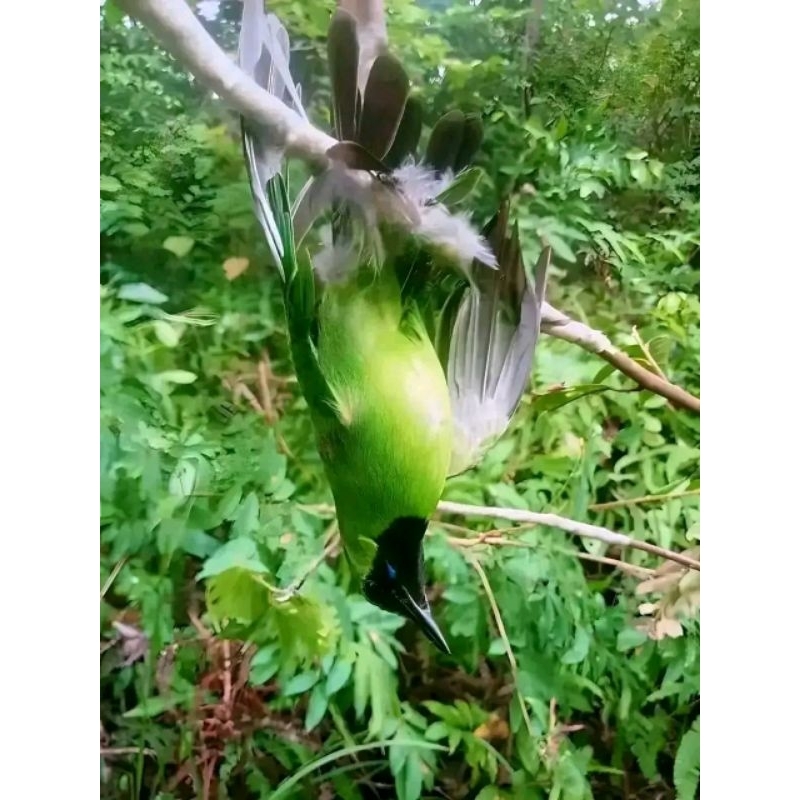 Jual Perangkap Hama Lem pulut super Ampuh | Shopee Indonesia