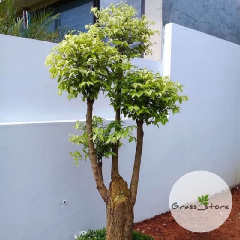 Jual Tanaman Hias Anting Putri - Bibit Pohon Bonsai Anting Putih ...