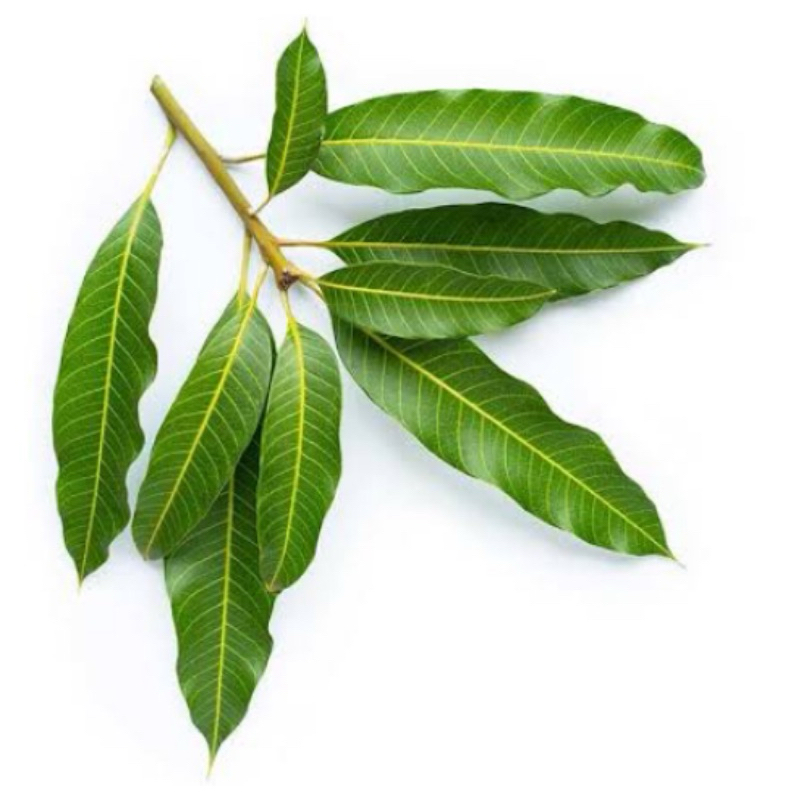 Jual Daun pohon mangga / daun mangga segar 500 gram-az | Shopee Indonesia