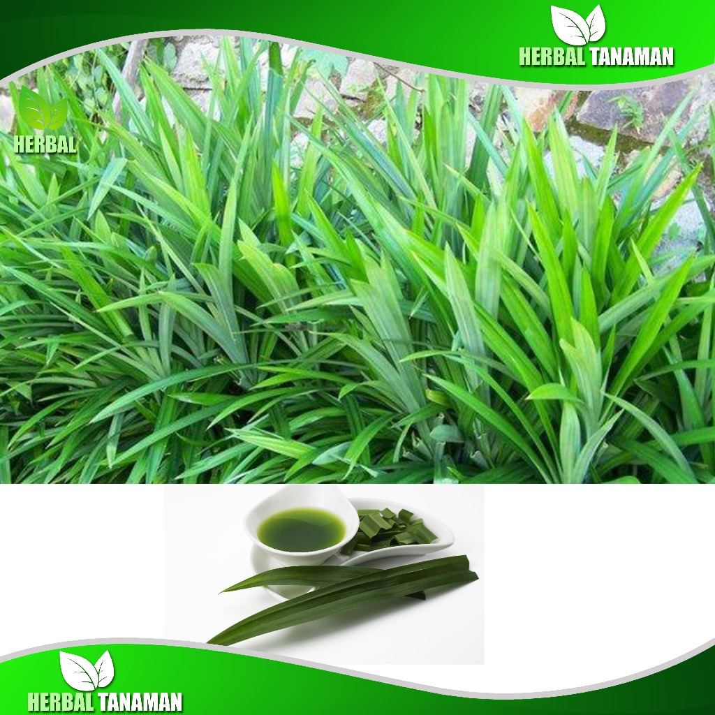 Jual Daun Suji Segar 1 kg Bahan Pewarna Alami | Shopee Indonesia