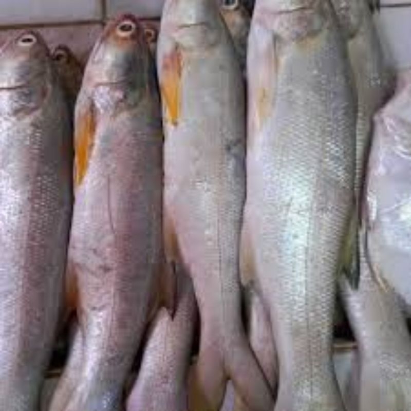Jual Ikan senangin | Shopee Indonesia