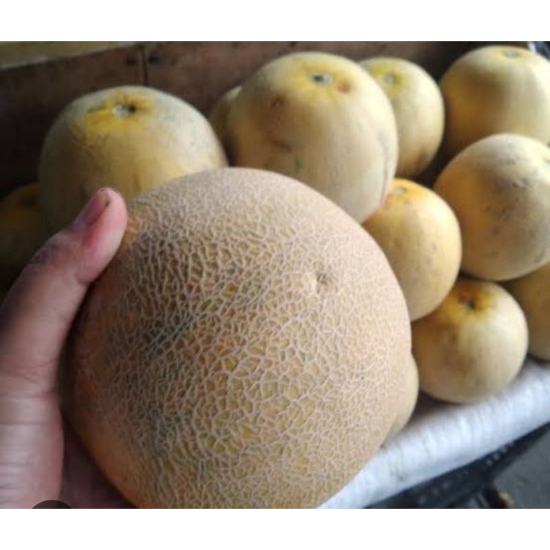 Jual RB Melon Madu Mini (1 Buah) | Shopee Indonesia