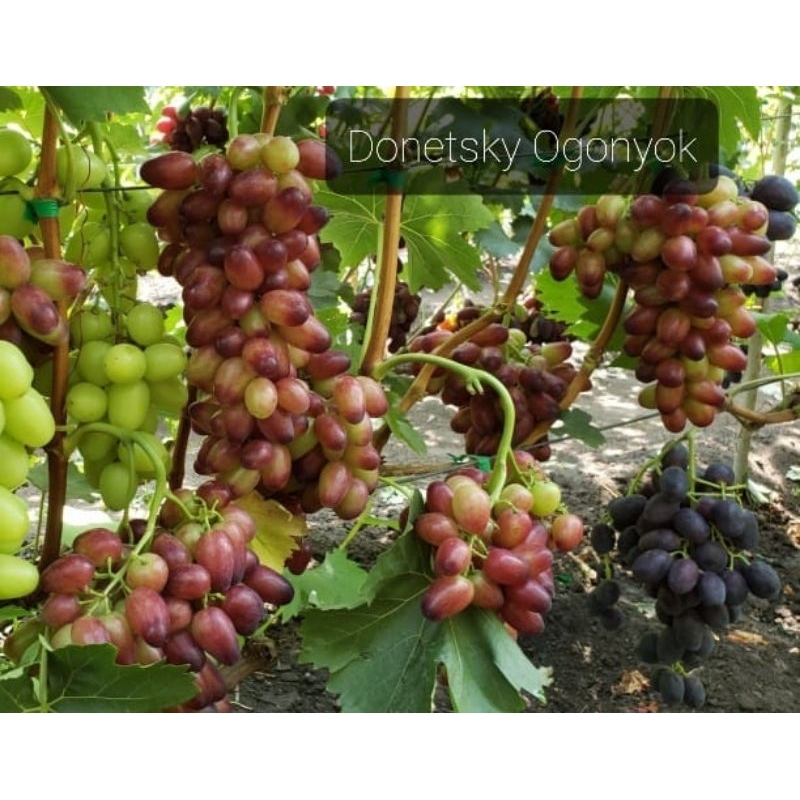 Jual Bibit Anggur Varian Donetsky OGONYOK ( Cruncy manis hingga 28 Brix ...