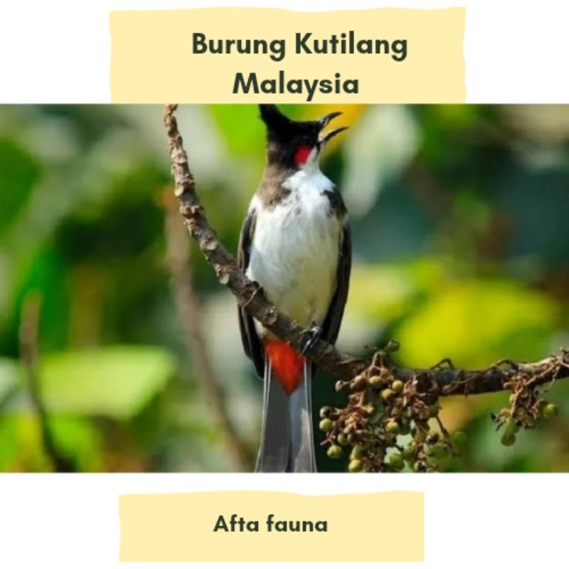 Jual Kutilang Malaysia atau Merbah jambul | Shopee Indonesia