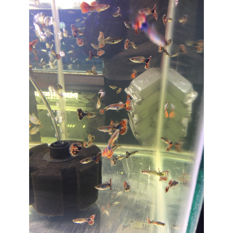 Jual STIKER ikan guppy mix | Shopee Indonesia