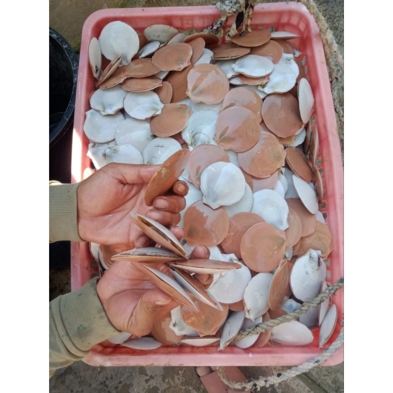 Jual kerang simping kerang scalop segar 1kg | Shopee Indonesia