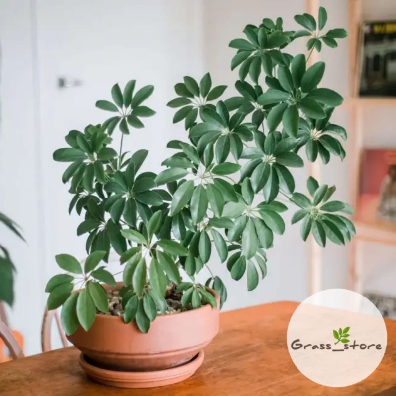 Jual Tanaman hias walisongo daun hijau / Schefflera arboricola | Shopee ...