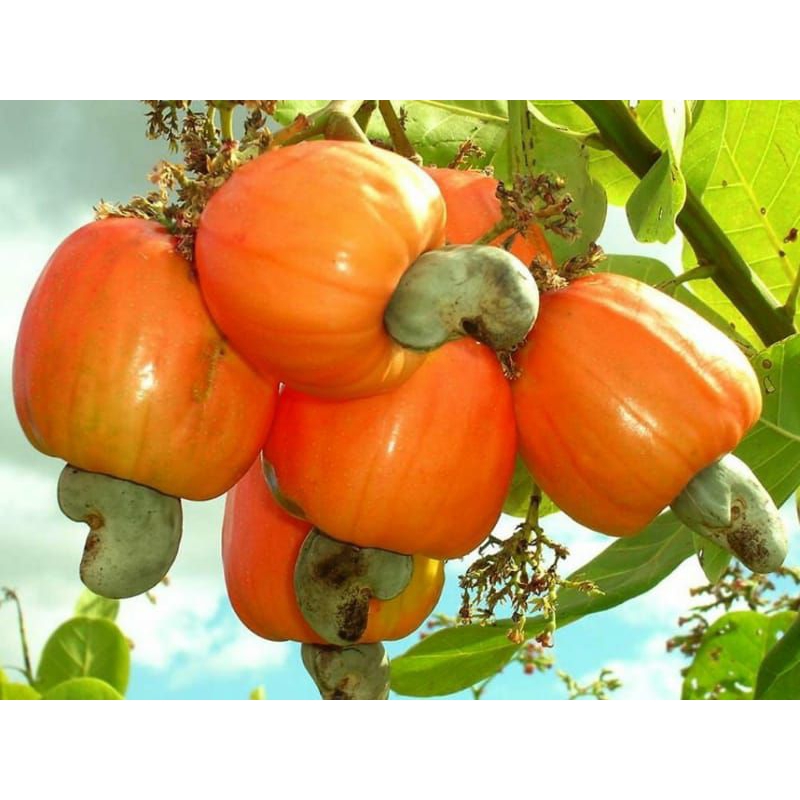 Jual Jambu mete super genjah | Shopee Indonesia
