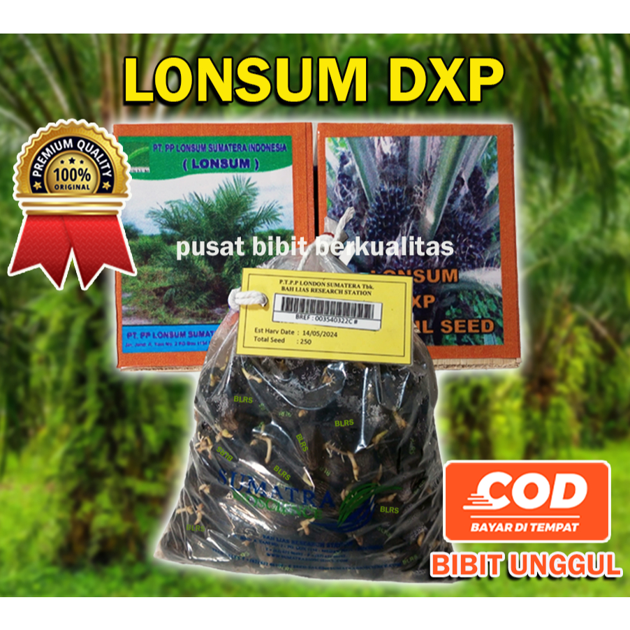 Jual BIBIT SAWIT LONSUM DXP UNGGUL ( BERSERTIFIKAT) | Shopee Indonesia