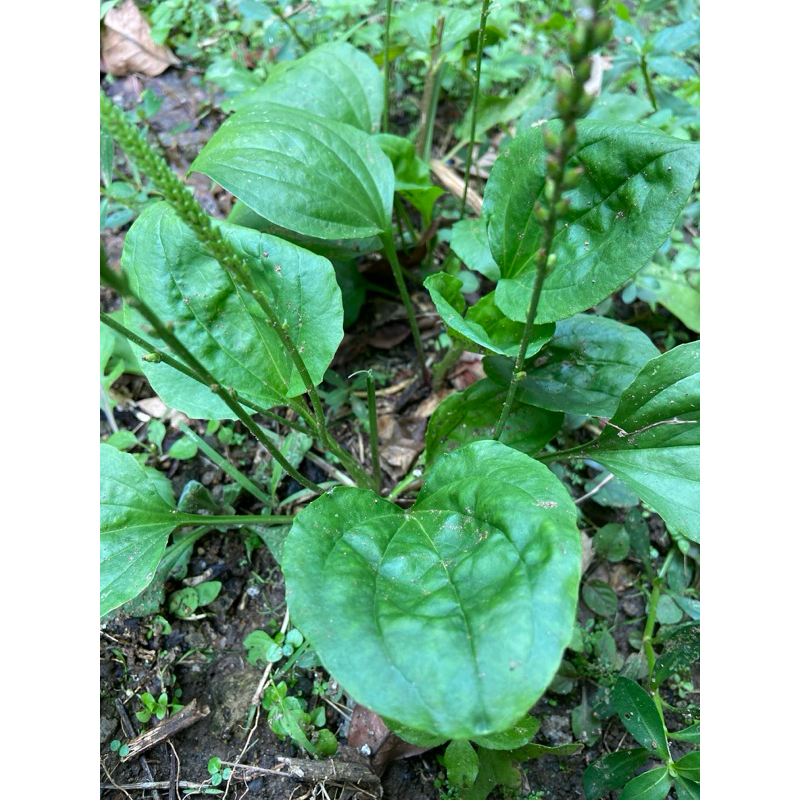 Jual Daun sendok segar daun kiurat segar 1 kg | Shopee Indonesia