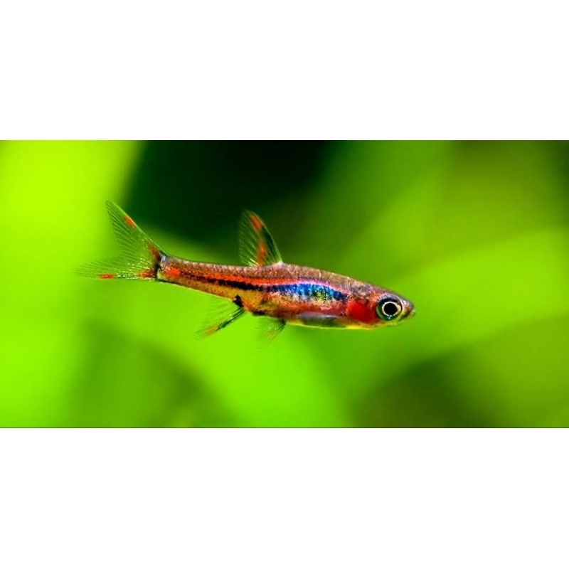 Jual √ jual rasboraa Brigitte (ini sz kecil diantara rasbora lain ...