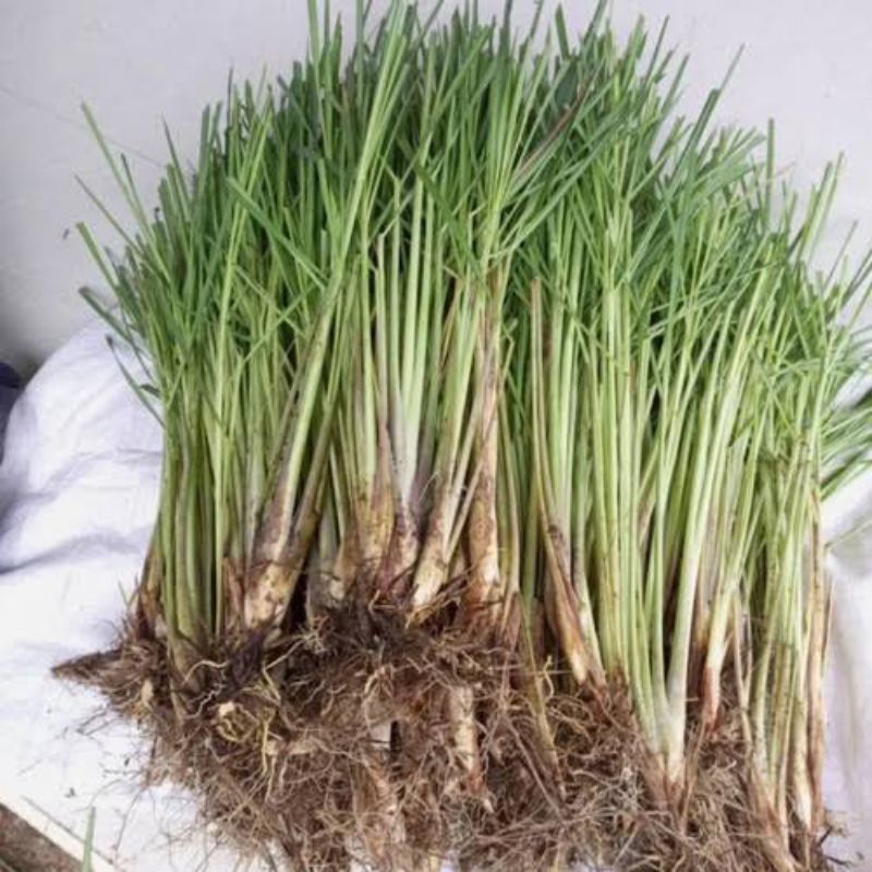 Jual Bibit Sereh Serai Tanaman Rempah Segar/ Bumbu Masak | Shopee Indonesia