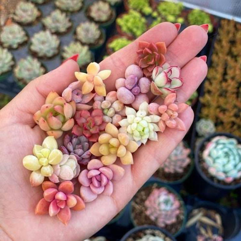 Jual Paket Lengkap Serba 5RB MINI SUKULEN / BABY KAKTUS OWNROOT ...