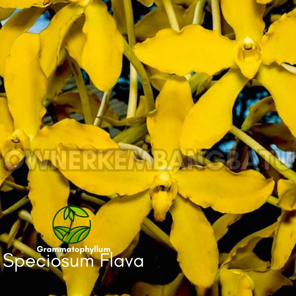 Jual Anggrek Gramma SPECIOSUM FLAVA Kondisi Remaja Grammatophyllum ...
