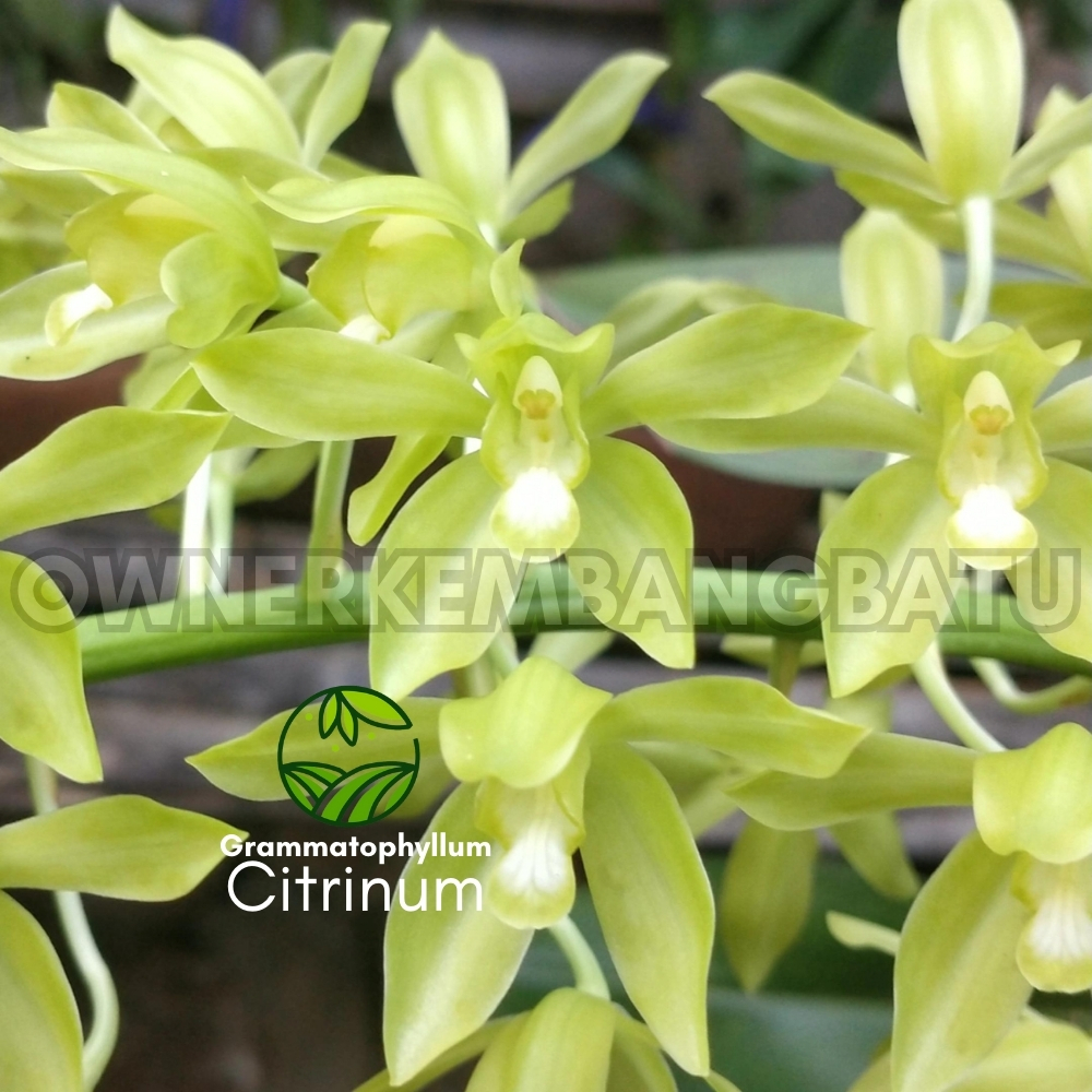 Jual Anggrek Gramma CITRINUM Kondisi Remaja Grammatophyllum Anggrek ...