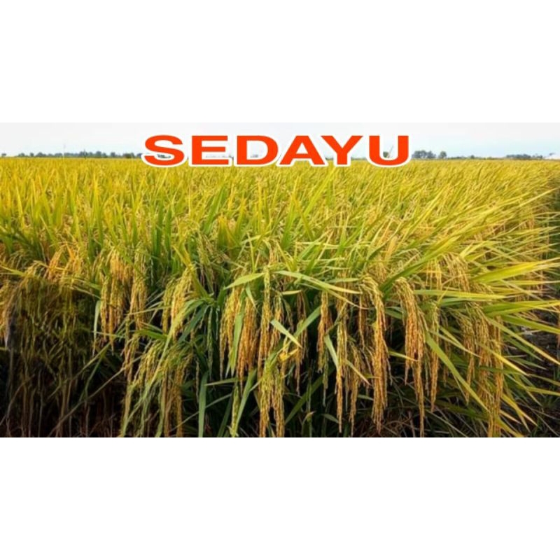 Jual BIBIT PADI SEDAYU ORIGINAL (5KG) | Shopee Indonesia