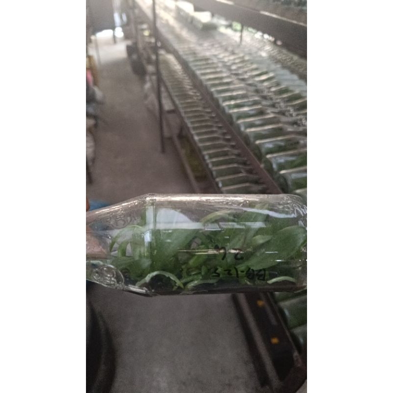 Jual anggrek bulan bibit botol warna random bijian | Shopee Indonesia
