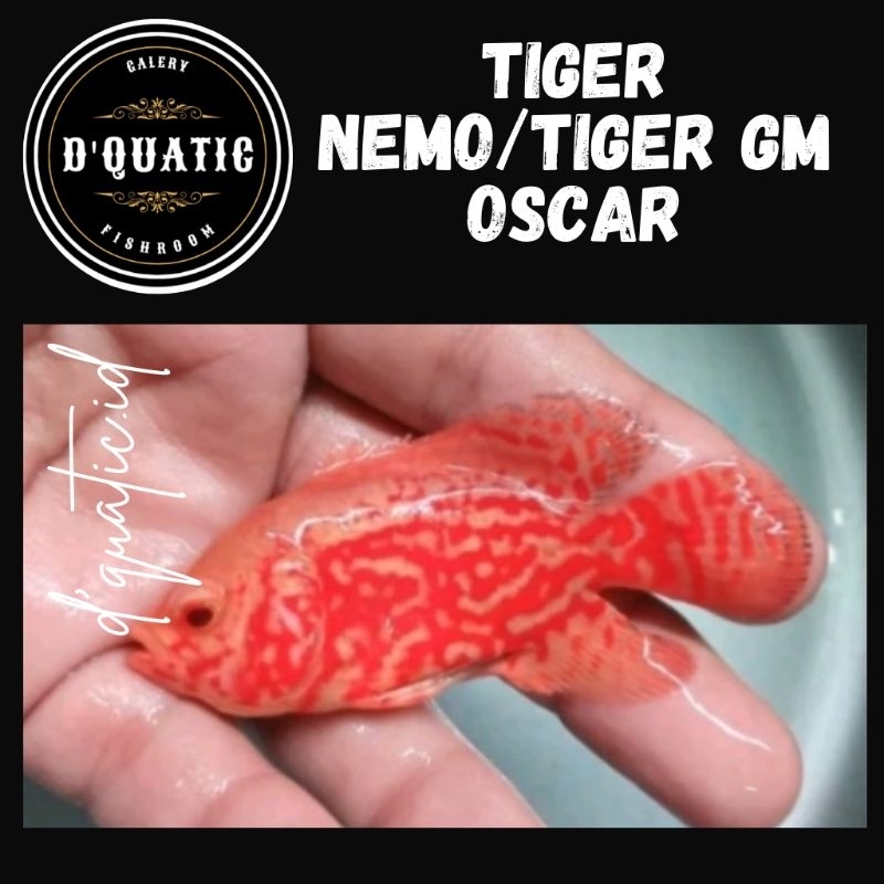 Jual Koleksi Tiger Nemo Tiger GM Oscar | Shopee Indonesia