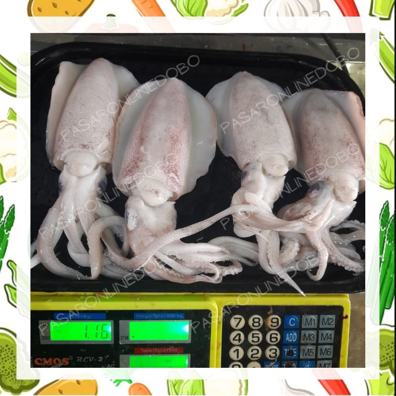 Jual Cumi Putih Fresh 4-6 Ekor/Kg | Shopee Indonesia