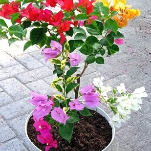 Jual BUGENVIL 5 WARNA BATANG BESAR | BUNGA BOUGENVILLE 5 WARNA BATANG ...