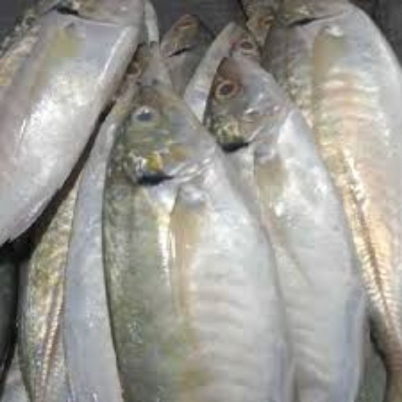 Jual Ikan gembung Kuring besar 500g | Shopee Indonesia