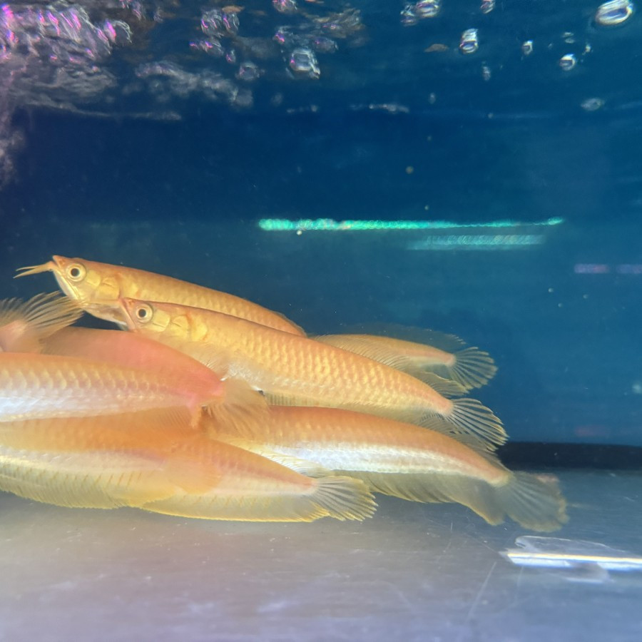 Jual Arwana Silver Albino - Ikan Hias Arowana Predator Aquarium Kolam ...