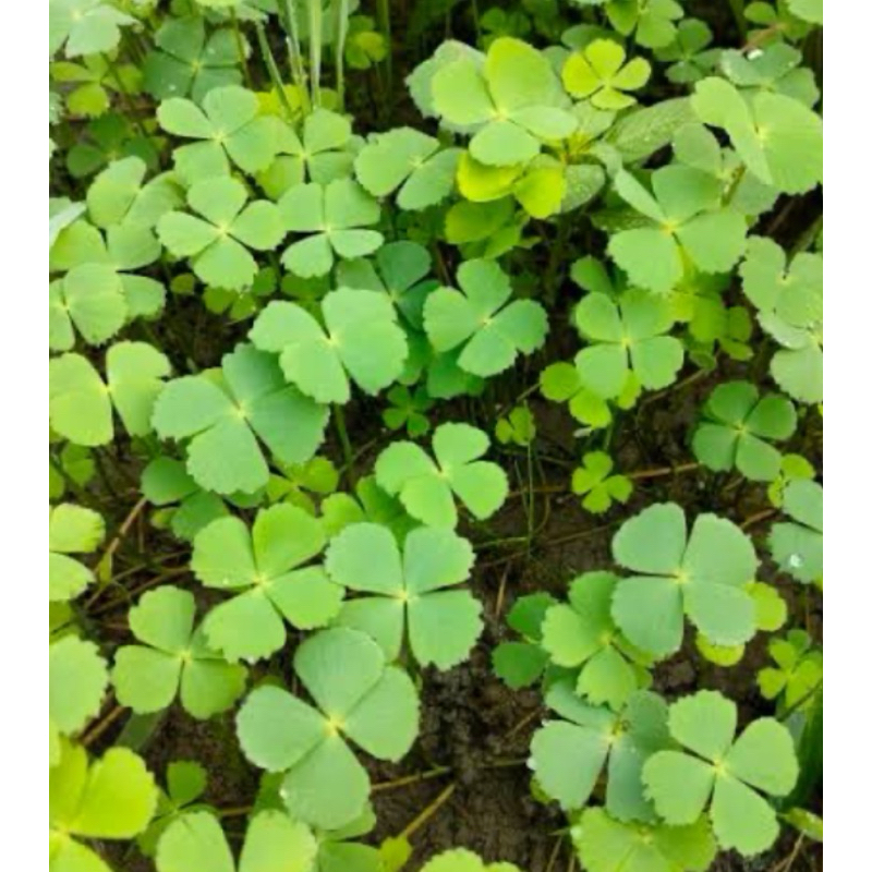 Jual Daun semanggi sawah segar daun cabang empat 250 gram-az | Shopee ...