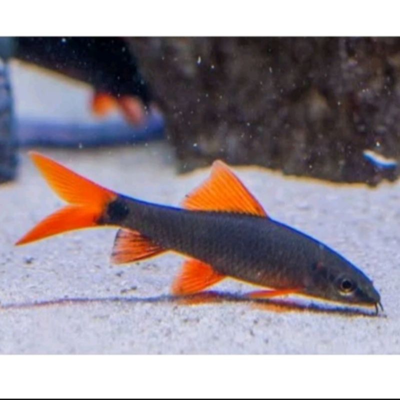 Jual ikan hias redfin | Shopee Indonesia