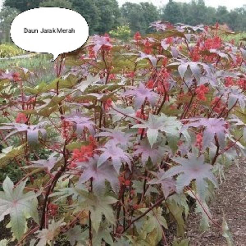 Jual Daun Jarak Merah / Tanaman Obat herbal Toga | Shopee Indonesia