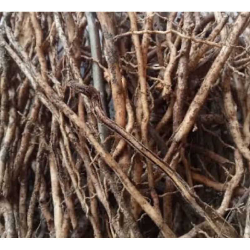 Jual Akar rotan segar akar jernang jawa segar-az | Shopee Indonesia