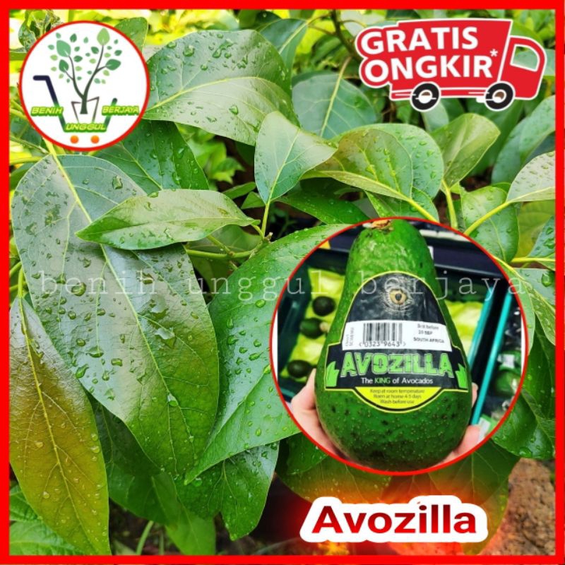 Jual Bibit Alpukat Avozilla Valid | Shopee Indonesia