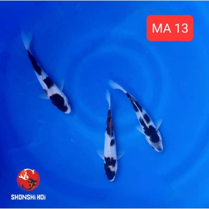 Jual Paket Ikan Koi F1 MA13 Indukan from Japan | Shopee Indonesia