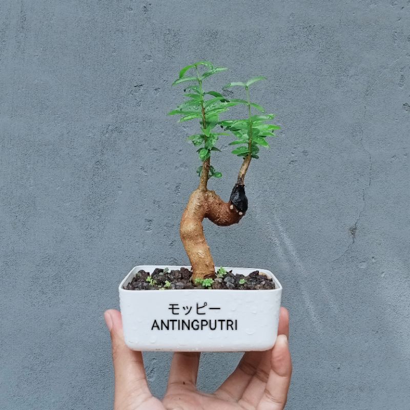 Jual BONSAI ANTING PUTRI MINI real pict | Shopee Indonesia