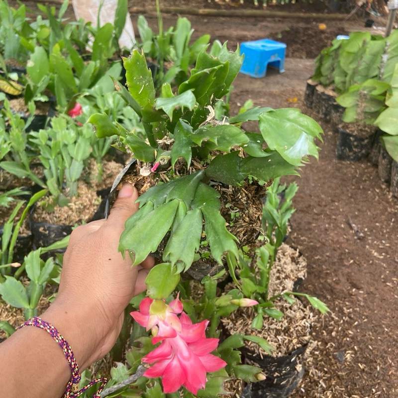 Jual Tanaman hias wijaya kepiting bunga pink putih | Shopee Indonesia