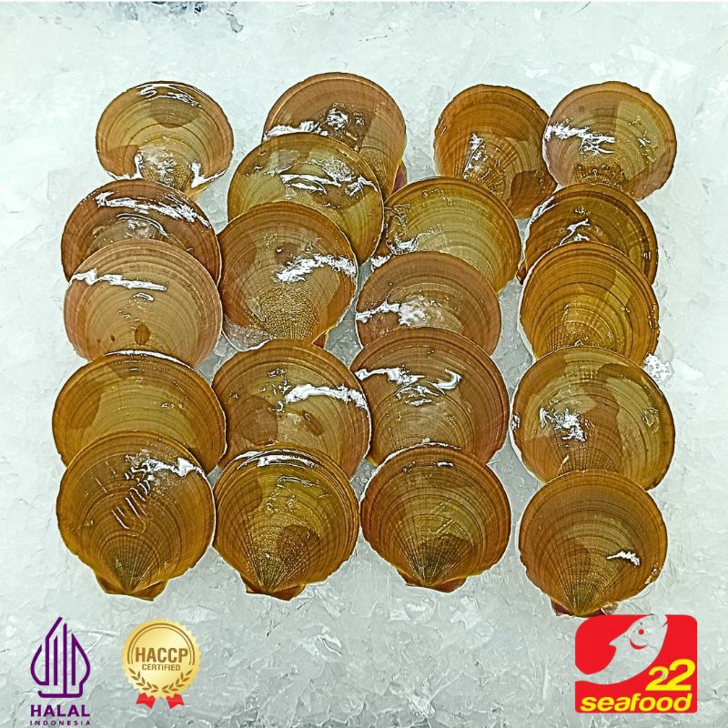 Jual Kerang Simping 1 kg / Scallop / Seafood 22 | Shopee Indonesia