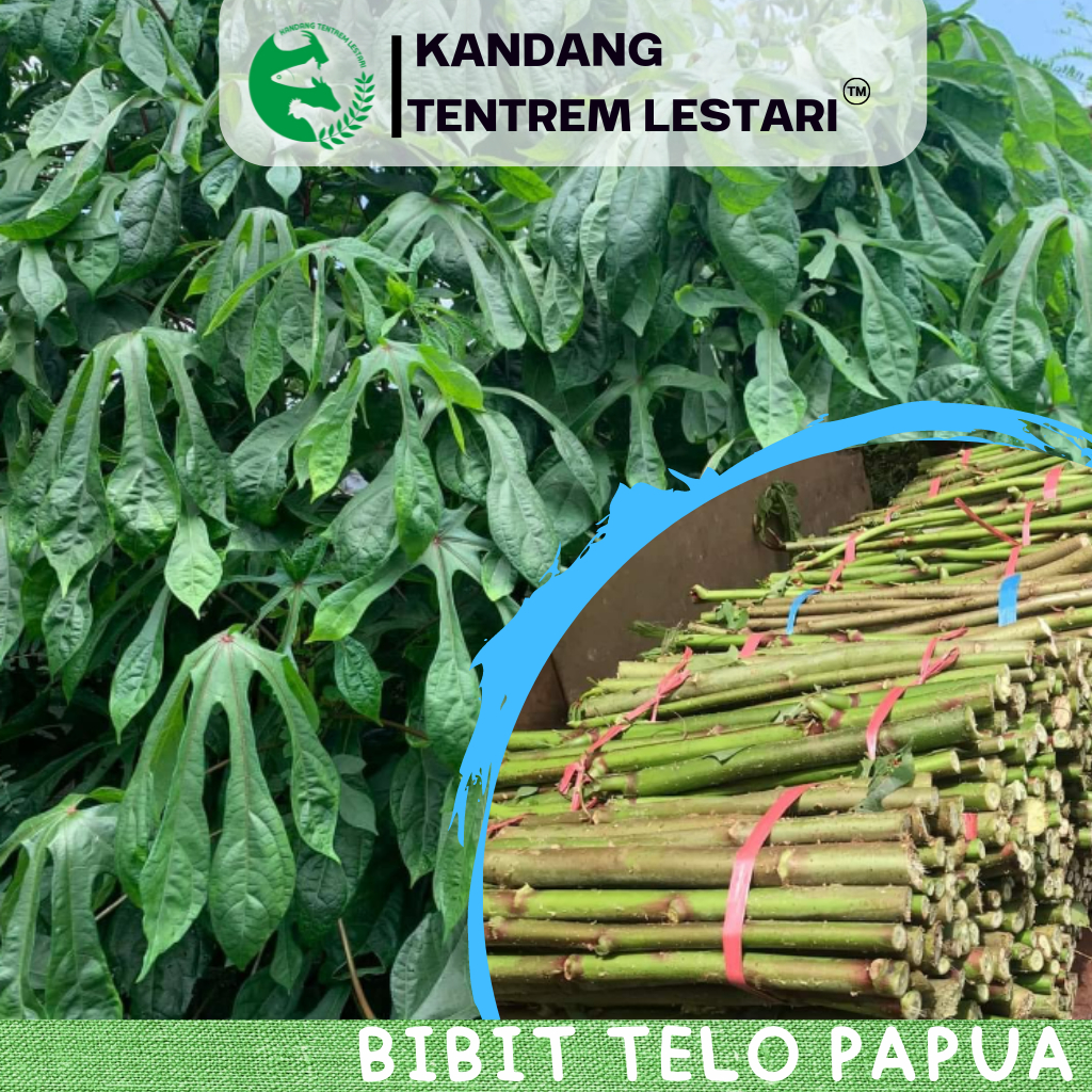 Jual Bibit Asli Telo Papua 5 kg Pakan Ternak Siap Tanam | Shopee Indonesia
