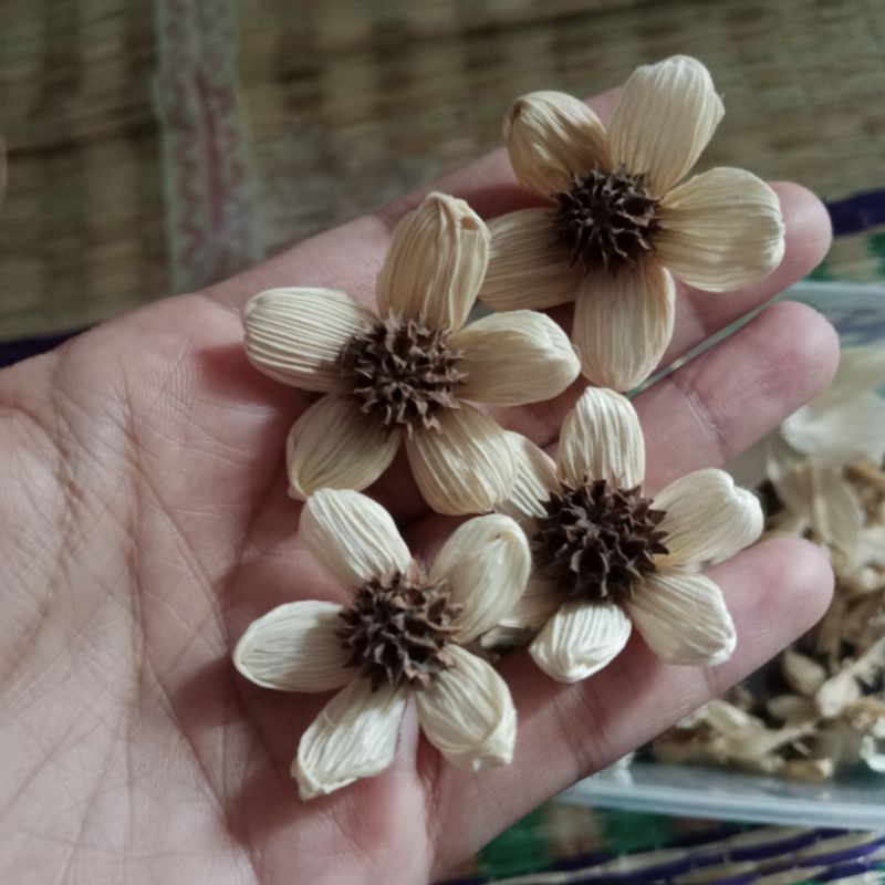 Jual Termurah Bunga Kulit Jagung Klobot Jagung Bunga Jagung Pinus