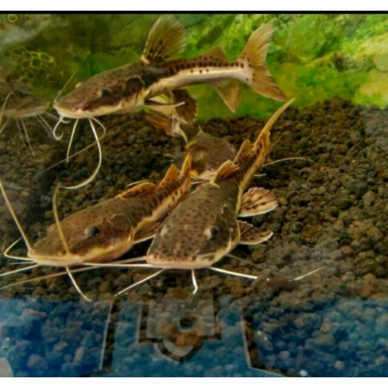 Jual LEOPARD catfish SIZE 7/10 CM BONUS PAKAN PROMO HIASAN AQUARIUM ...