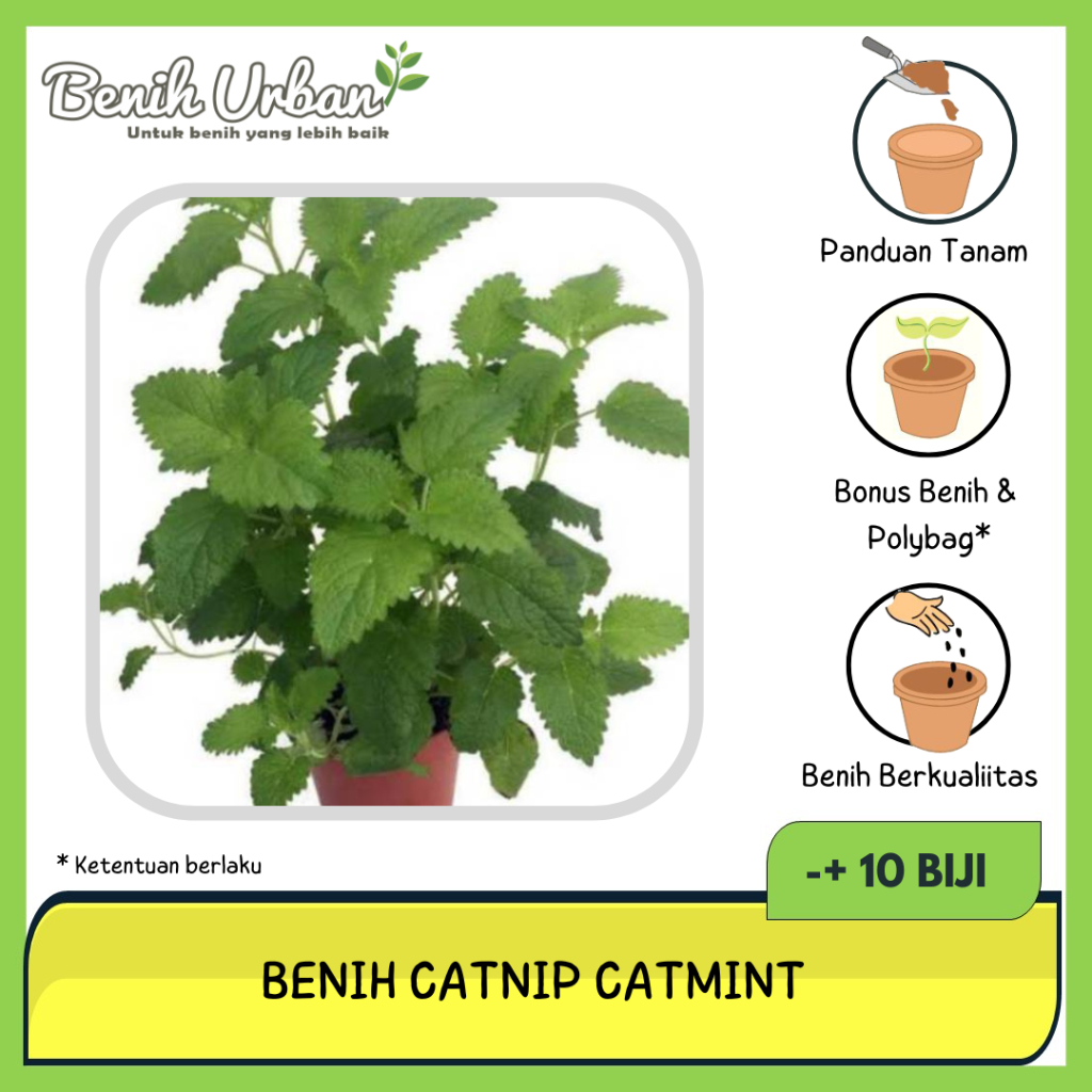 Jual Biji Benih Tumbuhan Catnip Catmint (Bikin kucing fly) | Shopee ...