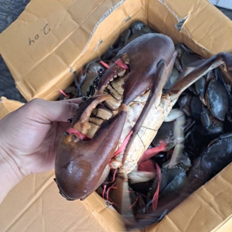 Jual KEPITING HIDUP 1KG ISI 4 -5 -6EKOR FULL DAGING | Shopee Indonesia