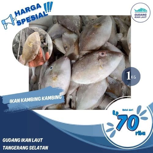Jual IKAN KAMBING KAMBING LAUT FROZEN FRESH 2KG | Shopee Indonesia