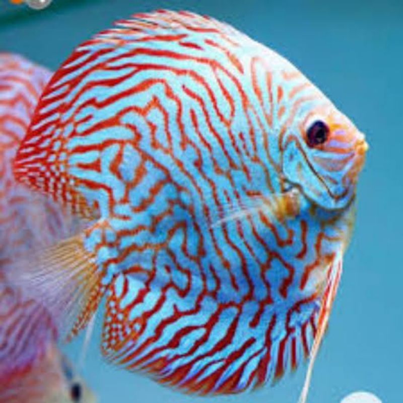 Jual discus blue Tiger mozaik | Shopee Indonesia