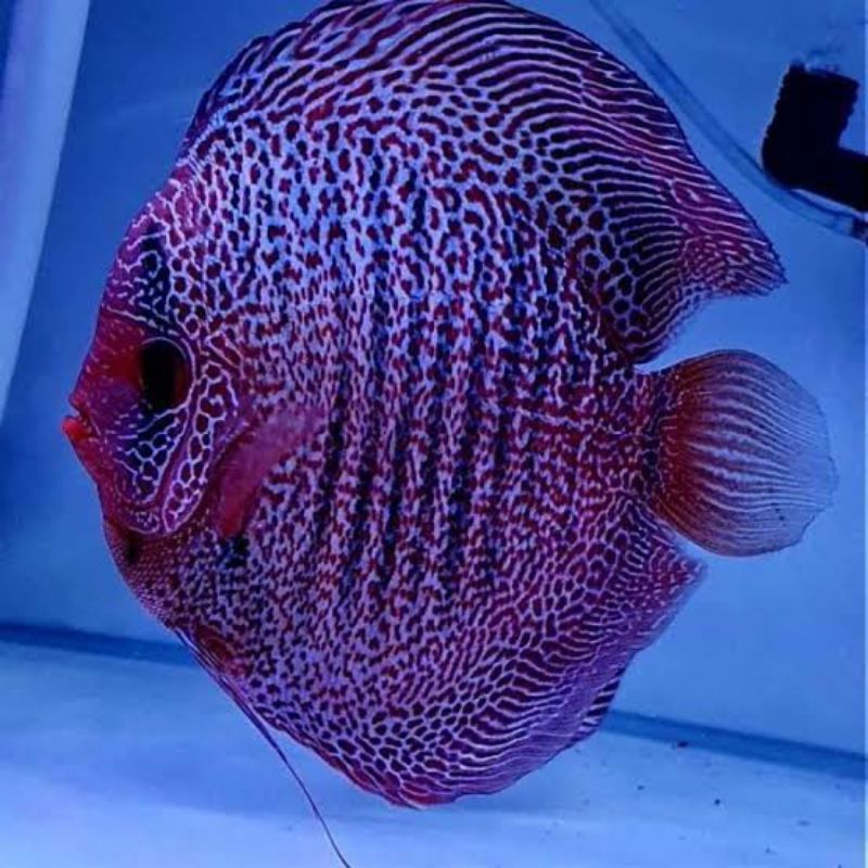 Jual discus purple dragon phantom | Shopee Indonesia