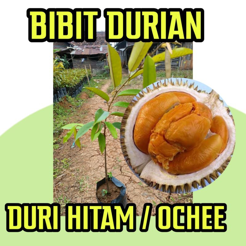 Jual BIBIT DURIAN OCHEE ATAU DURI HITAM OKULASI SAMBUNG PUCUK BERBUAH ...