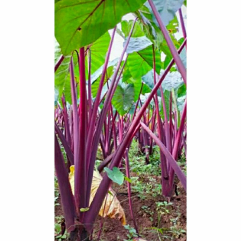 Jual Talas Pratama 3/Talas ungu/ Talas P3 (Isi 500 bibit) | Shopee ...