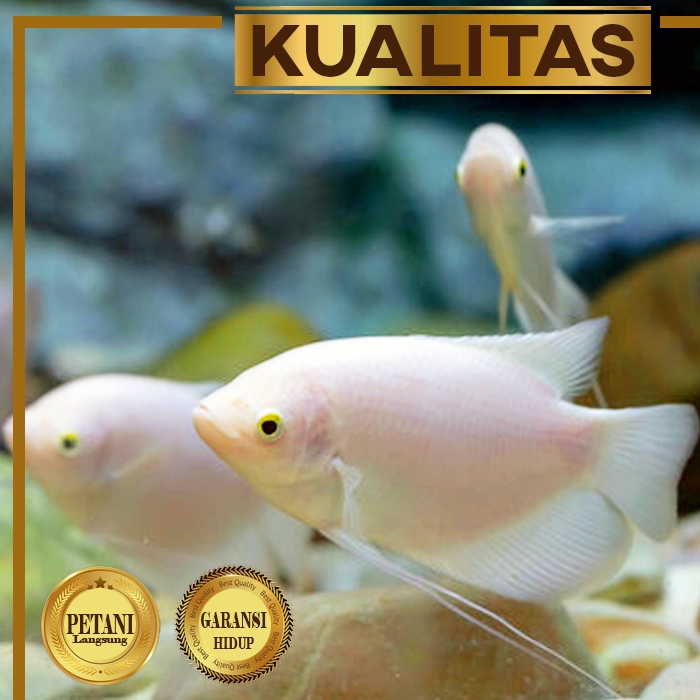 Jual Gurame Padang Ikan Hias Kolam Hiasan Aquarium Aquascape Tanaman ...