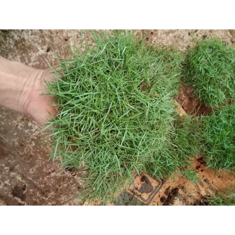 Jual Tanaman Hias Rumput Jepang/Peking,Tanaman Hidup 100cm x 200cm(2 ...